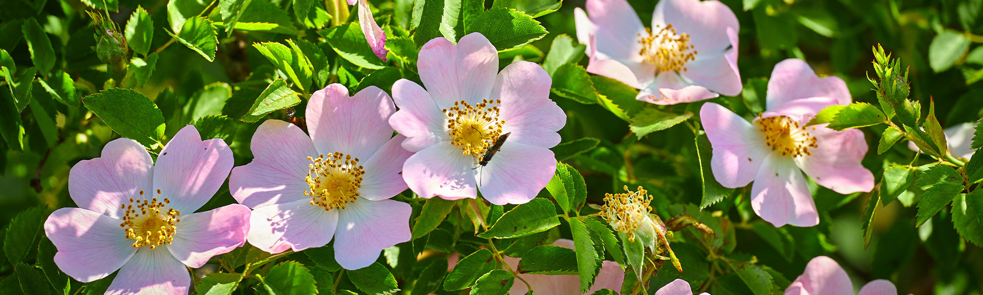 Botanische rozenstruiken voor sterke bloei | Willemse