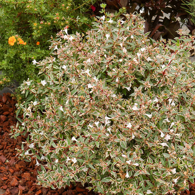 Abelia grandiflora Confetti - Abelia grandiflora Confetti