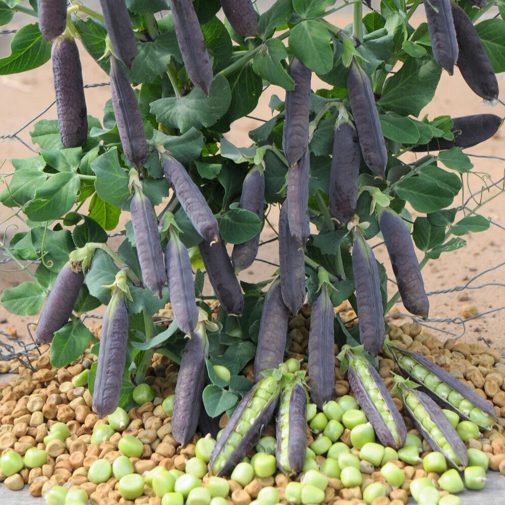 Zaden Capucijner Désirée - Pisum sativum désirée